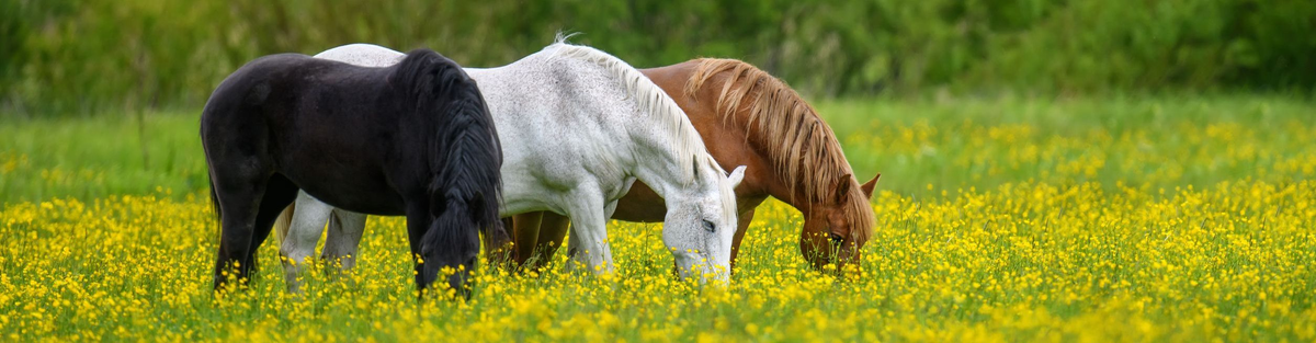 Shop All Tack Equestrian Discount Store – Tack and Tweed, LLC